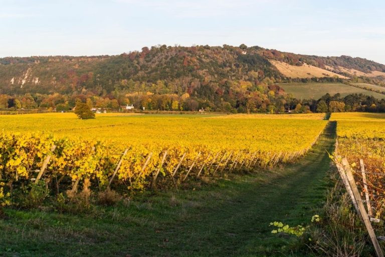 Denbies Wine Estate Experience in Surrey - Hartsfield Manor