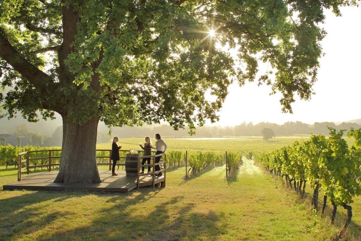 Denbies Wine Estate Experience in Surrey - Hartsfield Manor